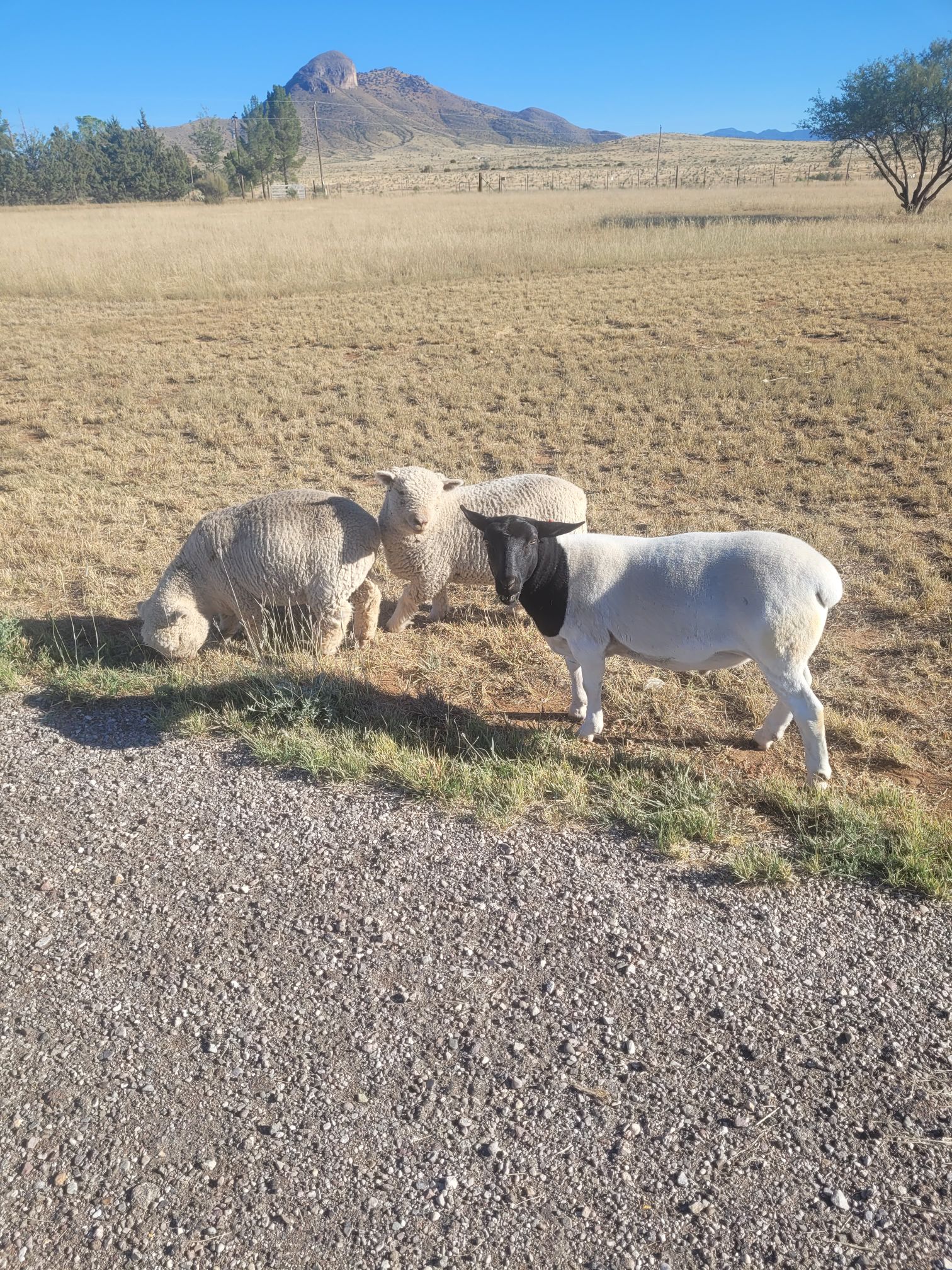 Other Sanctuary Residents – Wings Of Hope Sanctuary